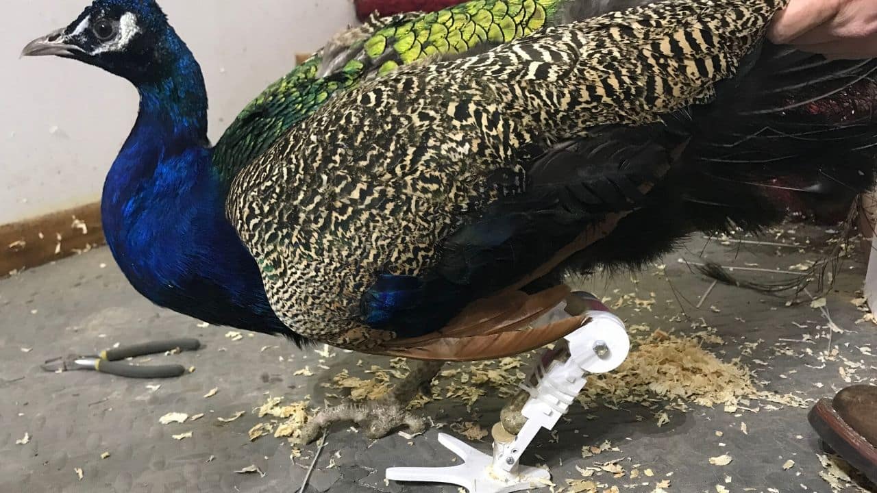 Peacock Gets 3D Printed Foot After Losing His To Frostbite ...