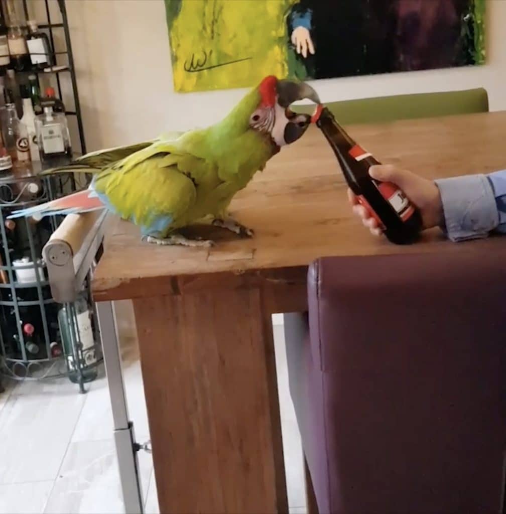 Talented Parrot Opens Beer Bottle For Grateful Owner - Happilynews.com