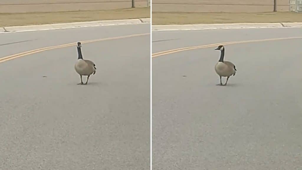 Patriotic Goose Filmed Respecting The National Anthem On Military Base ...