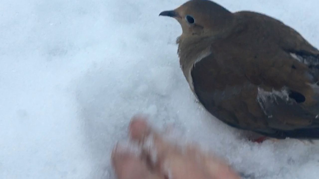 Man Rescues Bird Frozen To The Ground - Happilynews.com
