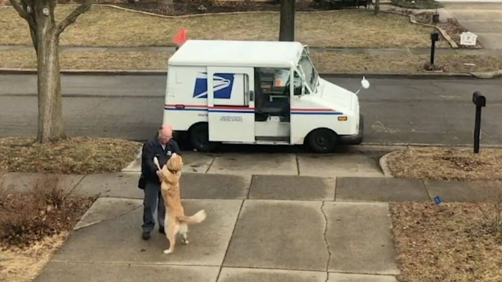 Excitable Dog Waits For Mailman Every Day To Play - Happilynews.com