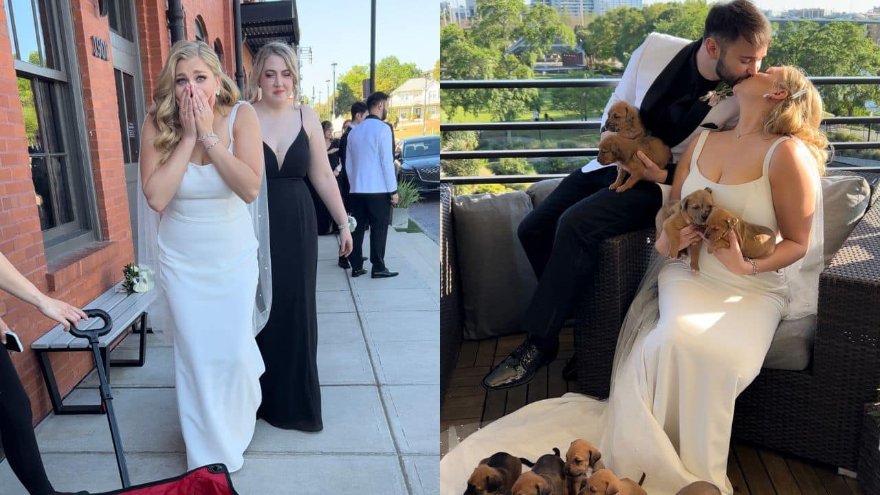 Groom Surprises “Puppy Obsessed” Bride by Bringing Adoptable Pups to ...