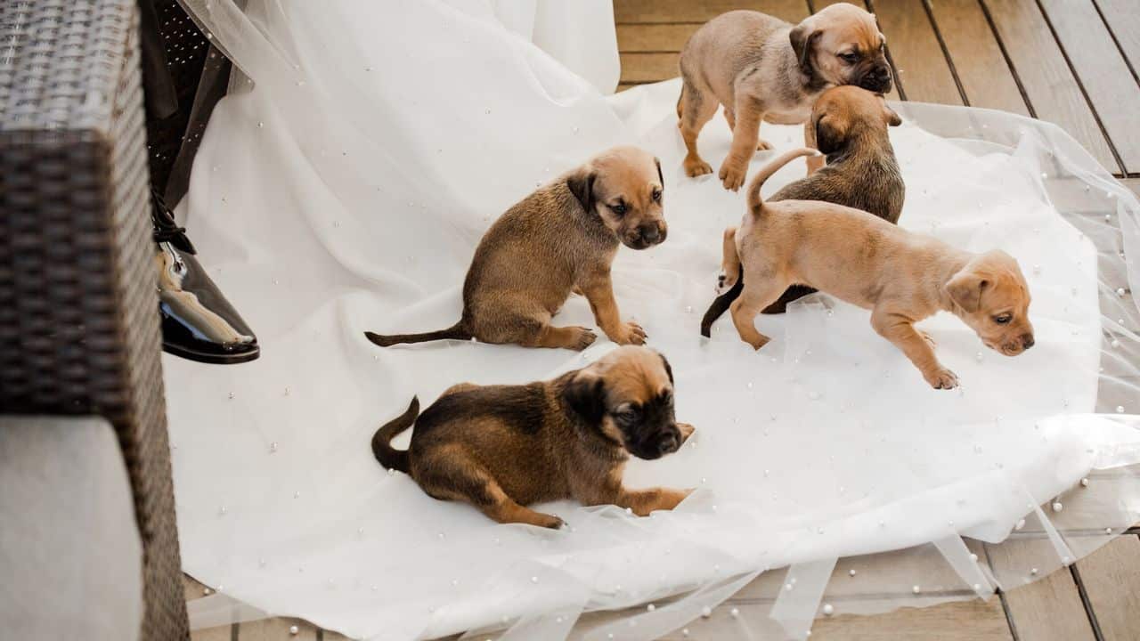 Groom Surprises “Puppy Obsessed” Bride by Bringing Adoptable Pups to ...
