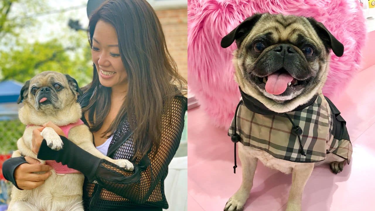 Gracie the Pug Goes Viral for Her Adorable Interaction With Skyscraper ...