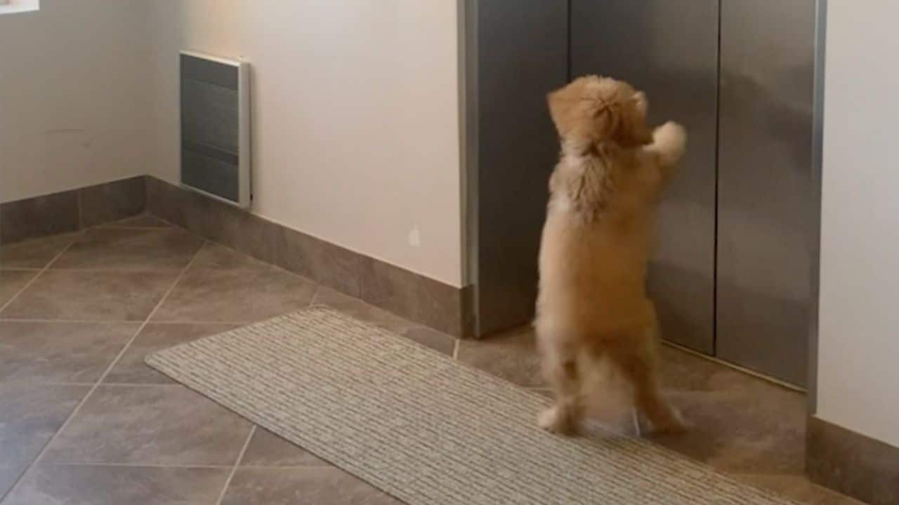 Viral Video Shows Excitable Dog Unable to Contain Excitement as ...