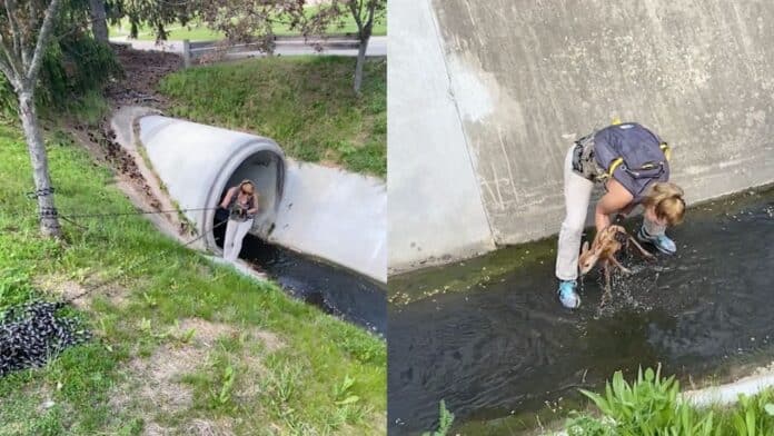 Animal Rescuer Rappels Into Drain Culvert to Save Exhausted Fawn ...