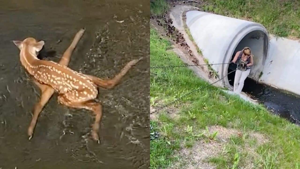 Animal Rescuer Rappels Into Drain Culvert to Save Exhausted Fawn ...