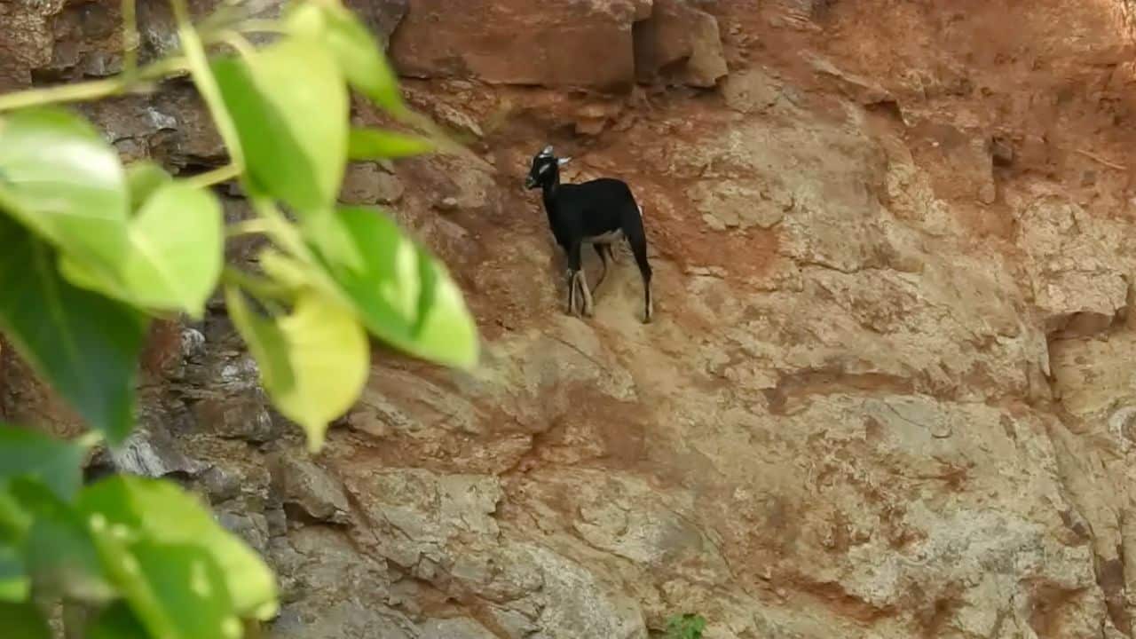 Heroic Volunteers Rescue Goat Stuck on Cliff for Over a Week ...