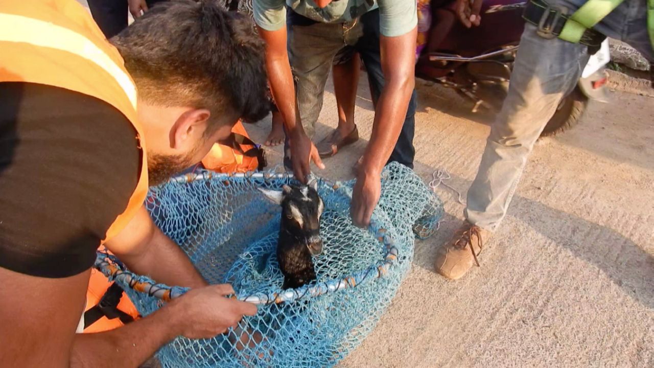 Heroic Volunteers Rescue Goat Stuck on Cliff for Over a Week ...