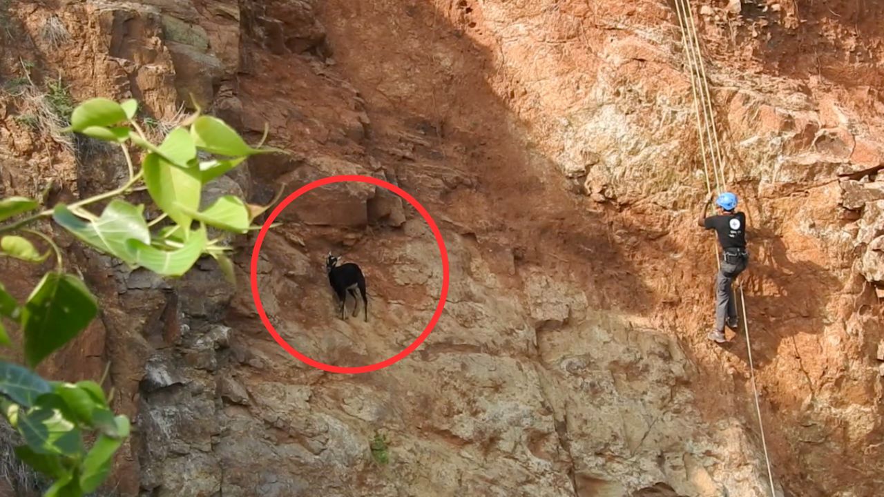 Heroic Volunteers Rescue Goat Stuck on Cliff for Over a Week ...