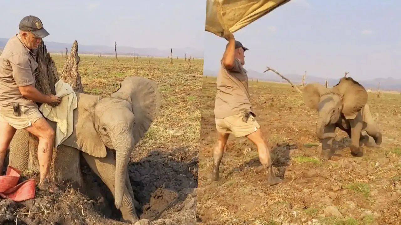Young Elephant Saved After Getting Trapped Between Two Tree Trunks ...