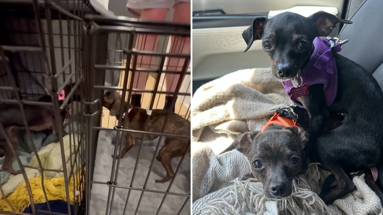 Destiny’s Child–Named Rescue Dogs Reunited After Foster Split ...
