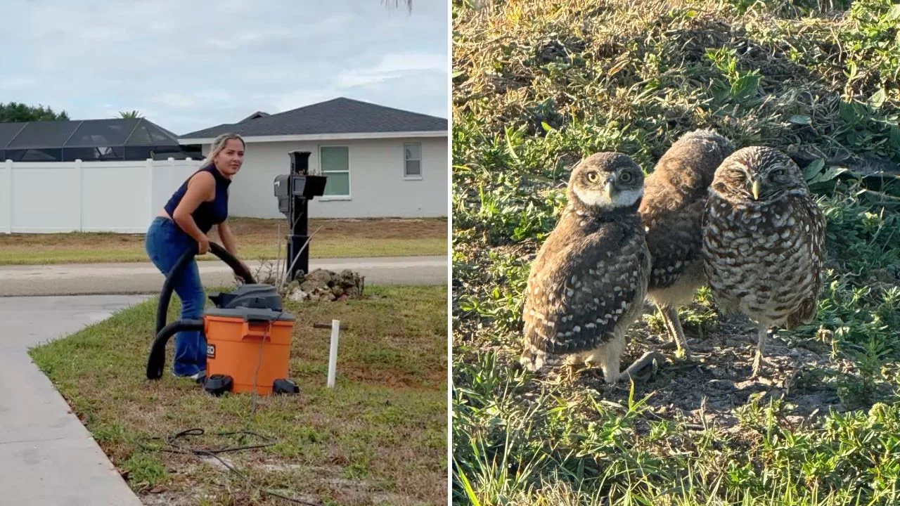 Florida Woman Rescues Burrowing Owls After Storm Floods Nest ...