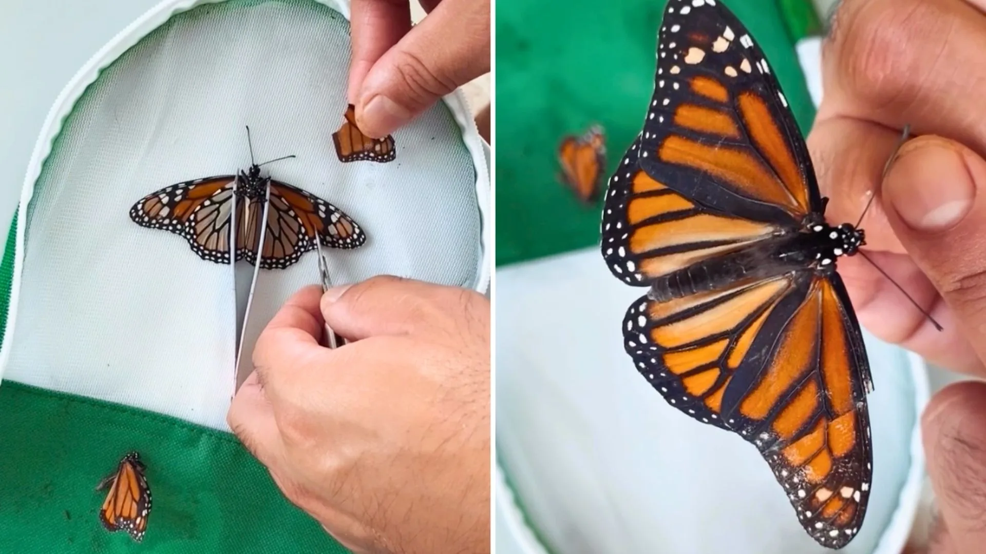 Butterfly Wing Transplant Surgery Gives Injured Monarch Flight