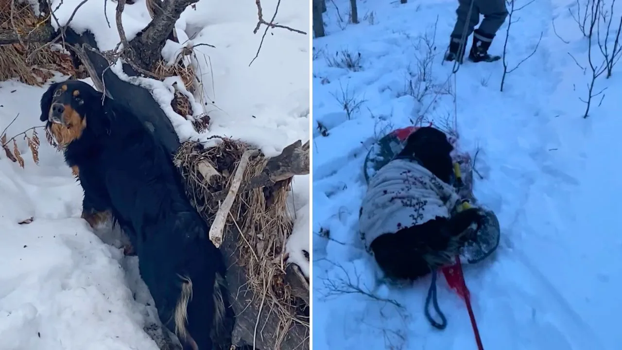 Dog Rescued On A Sled After Their Pooch Leads Them To Stricken Pup