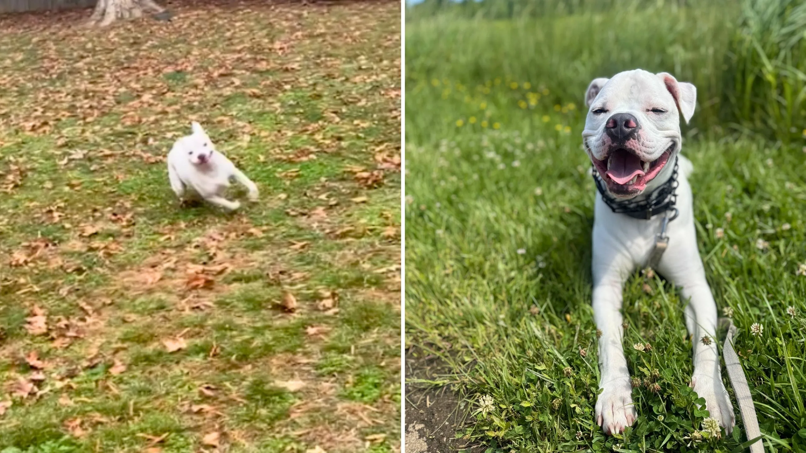 Dog Gets First Backyard And His Reaction Is Pure Joy